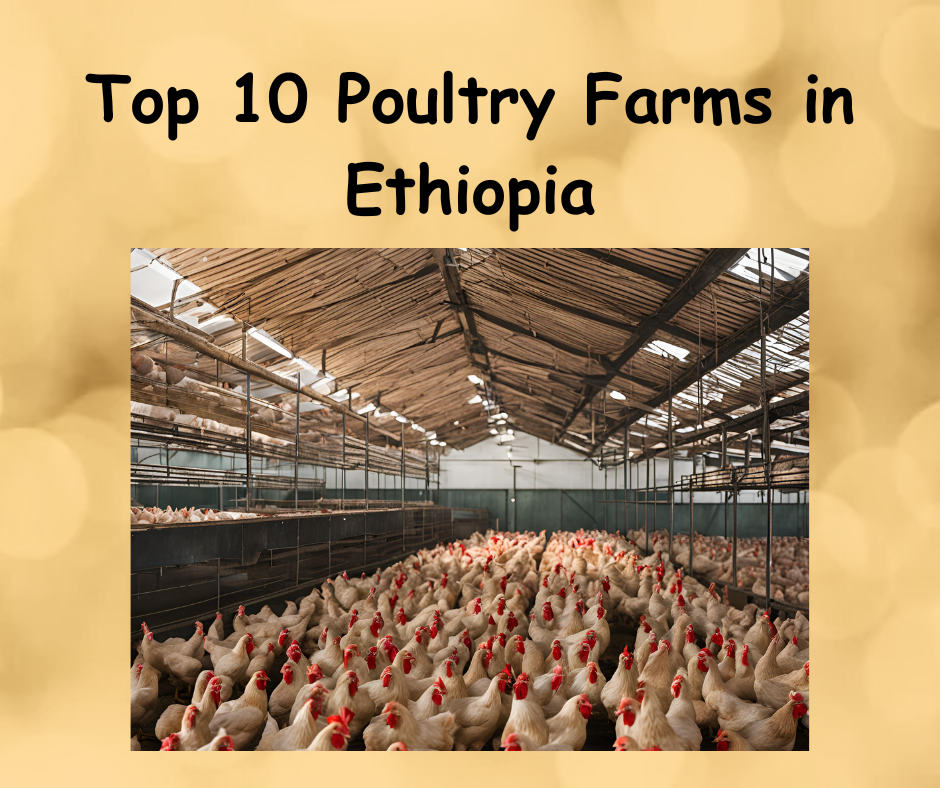 Top 10 Poultry Farms in Ethiopia - Africa Farming